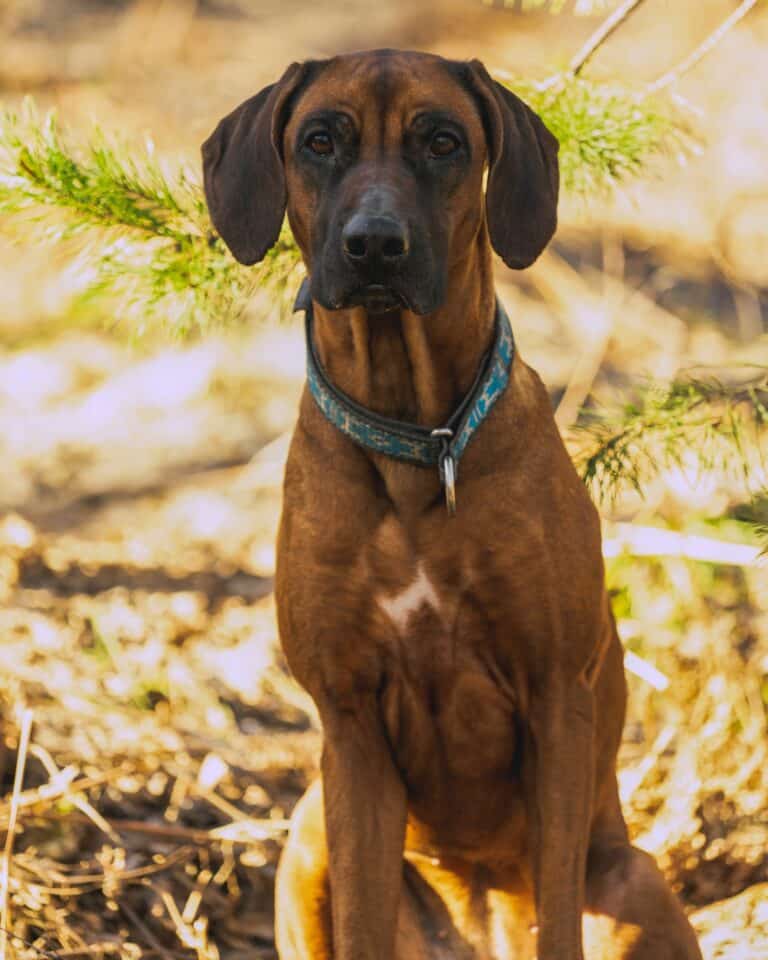 13 Rhodesian Ridgeback Colors & Markings (With Pictures)
