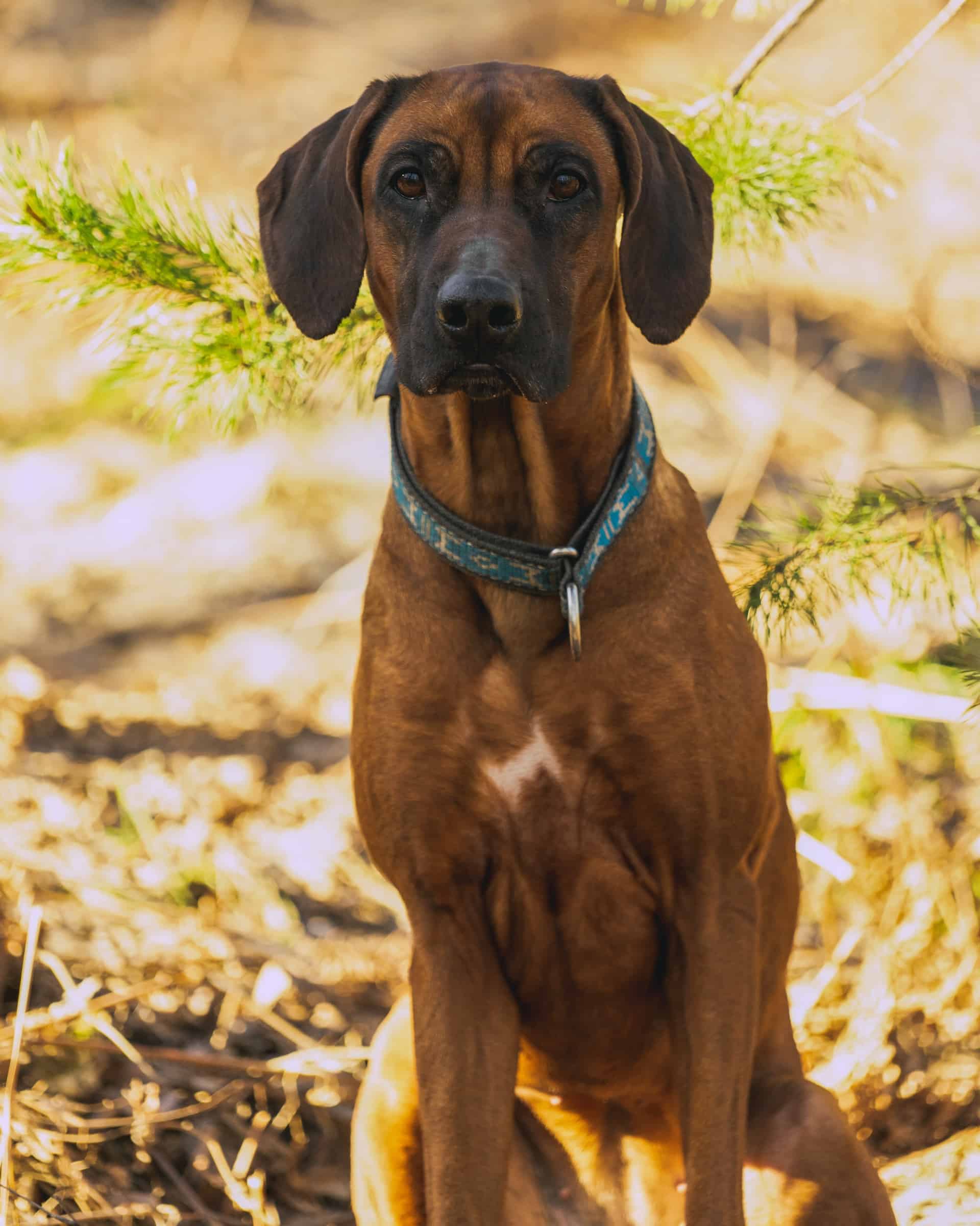 13 Rhodesian Ridgeback Colors & Markings (With Pictures)