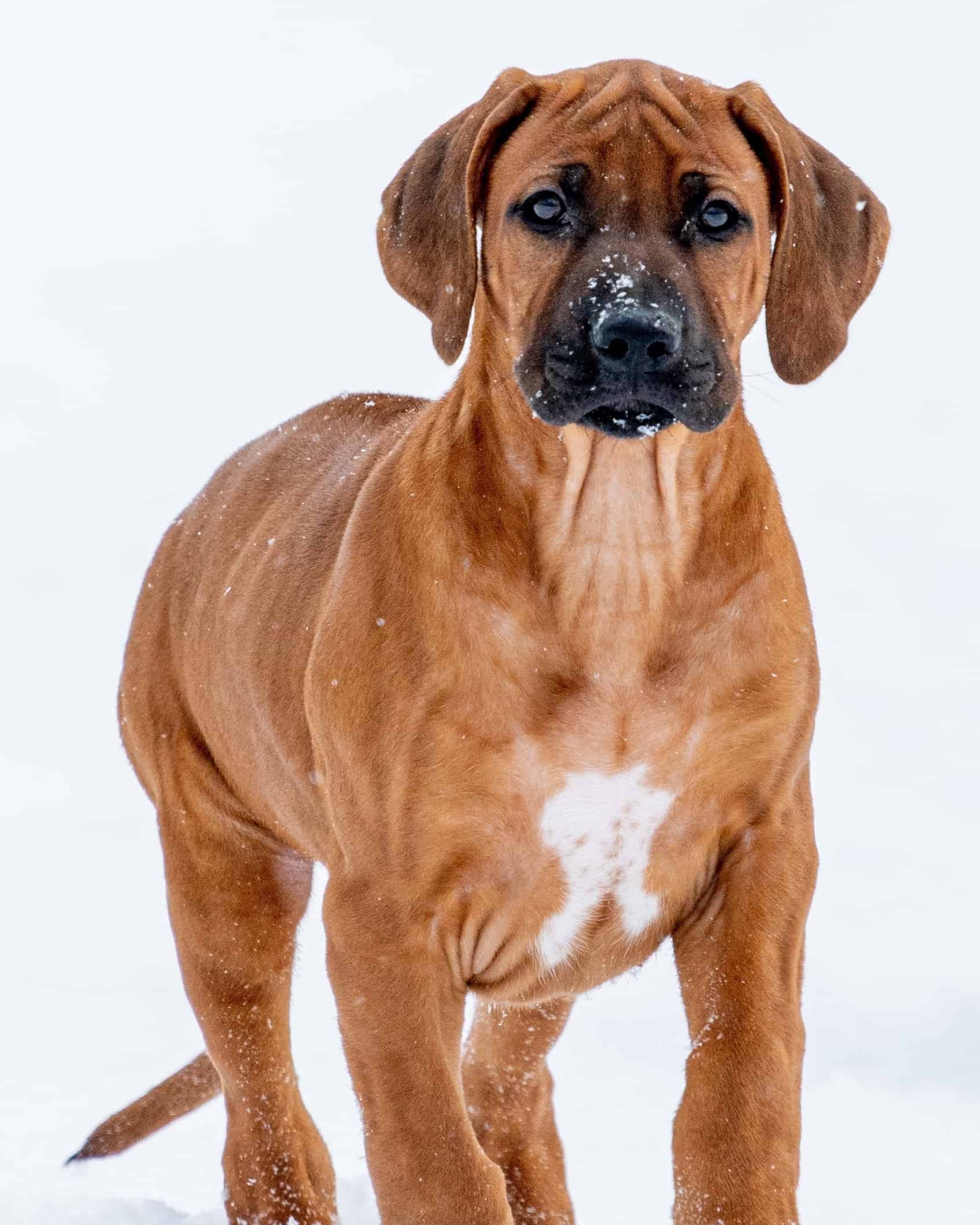13 Rhodesian Ridgeback Colors & Markings (With Pictures)