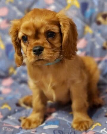 9 Cavalier King Charles Spaniel Colors (With Pictures)