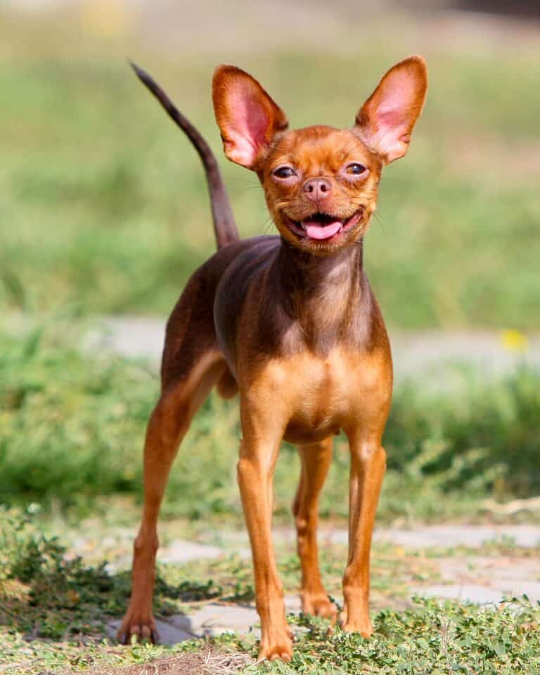 24 Small Dog Breeds With Short Hair (Low Grooming Needs)