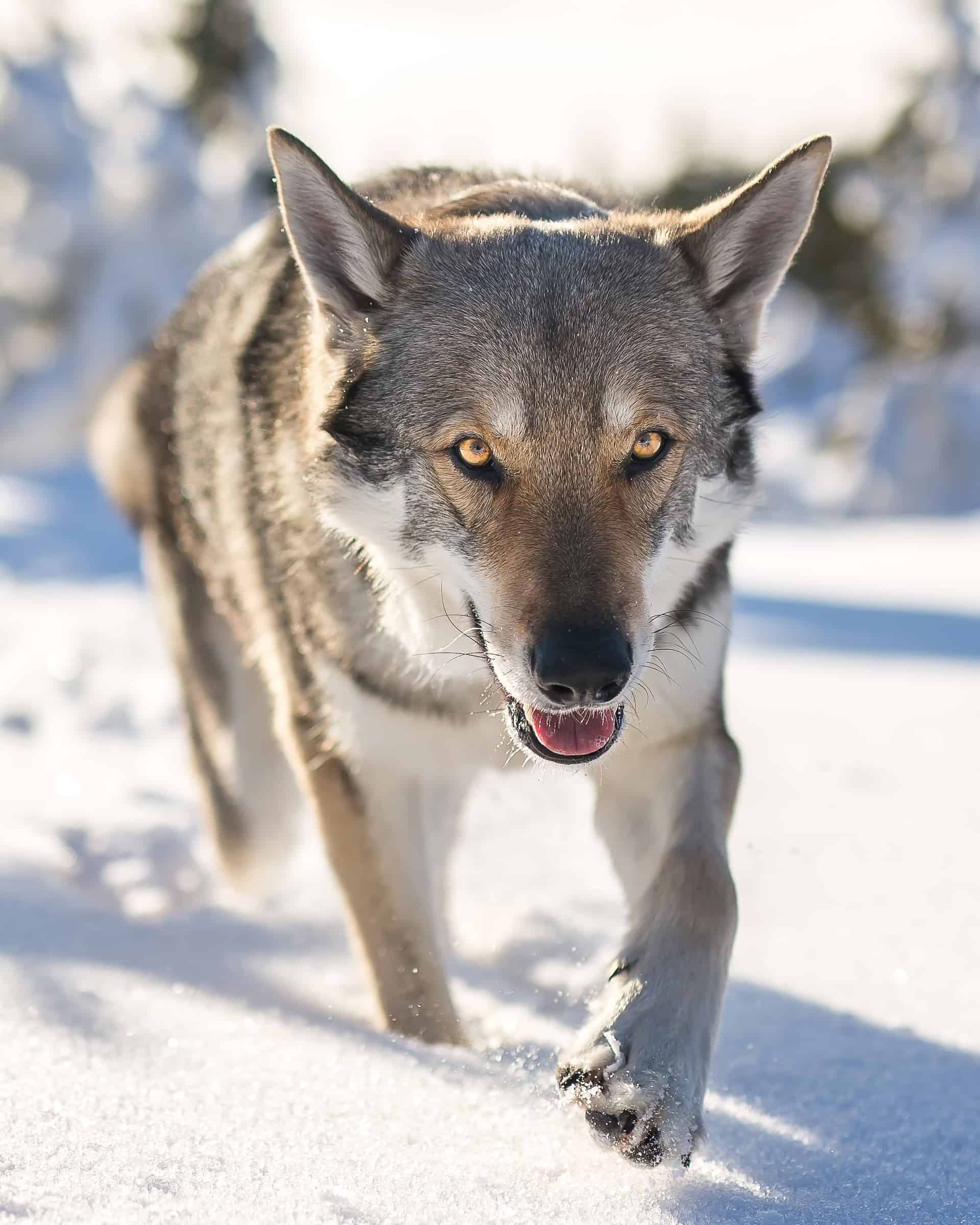 30 Dogs That Look Like Huskies (With Pictures)