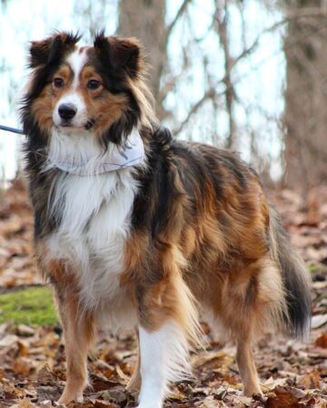 16 Australian Shepherd Colors & Patterns (With Pictures)