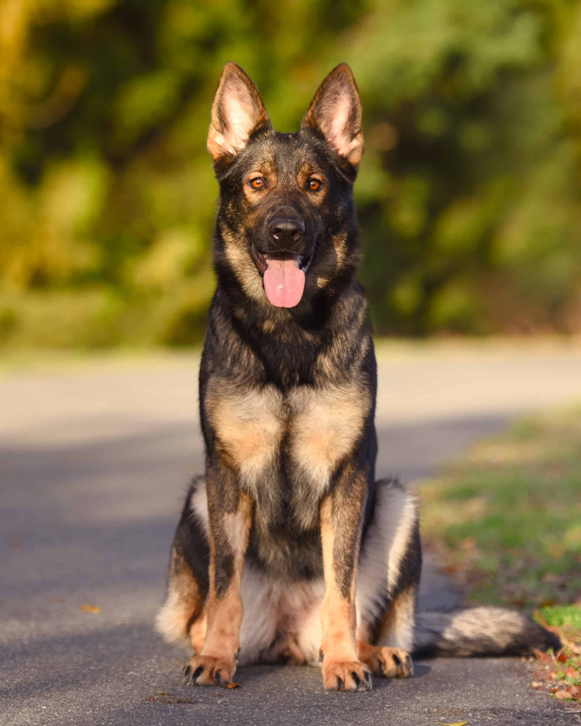 21 German Shepherd Colors & Markings (With Pictures!)