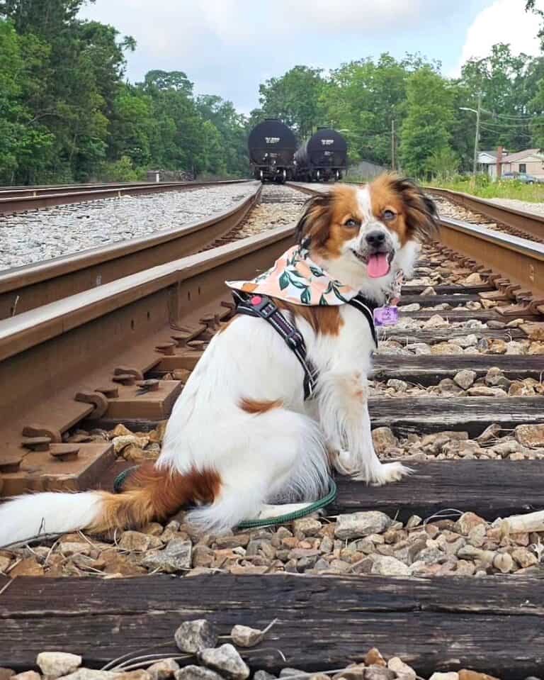 15 Papillon Colors & Markings (With Pictures)