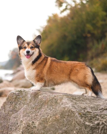 16 Corgi Colors and Markings (With Pictures)