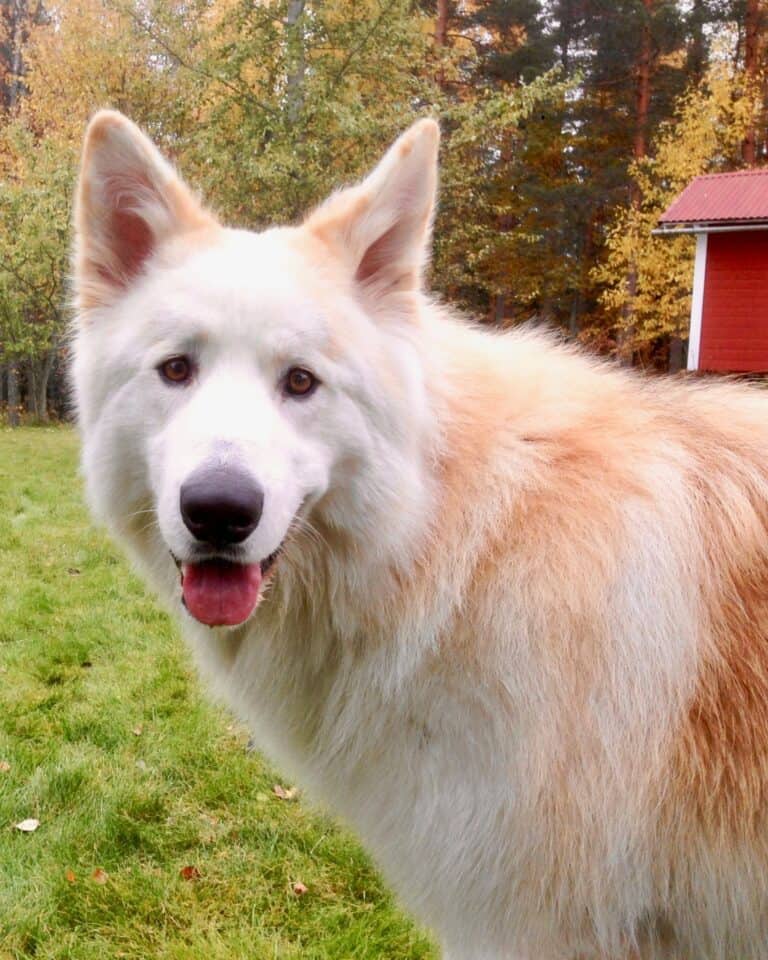 20 Siberian Husky Colors, Markings & Patterns (With Pictures)