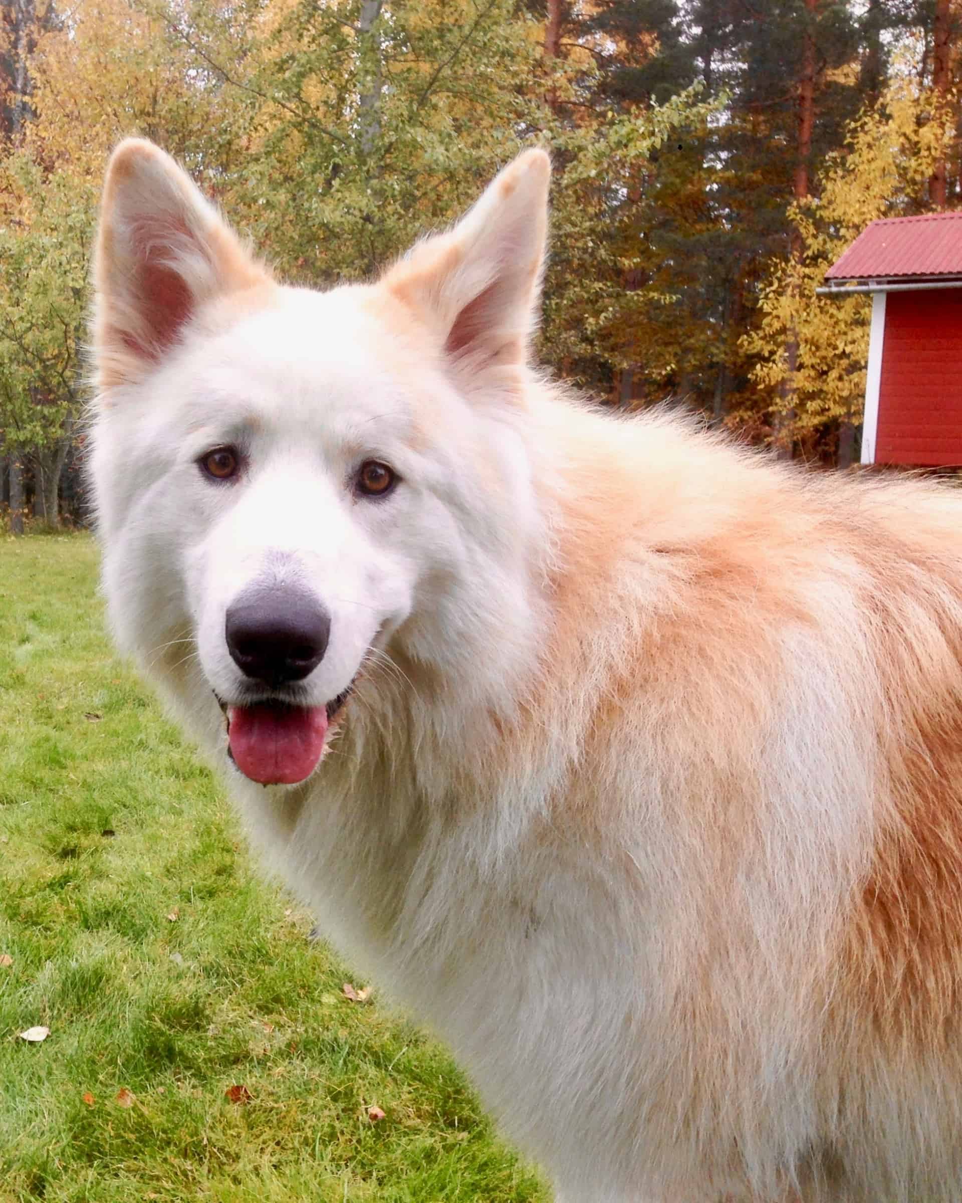 20 Siberian Husky Colors, Markings & Patterns (With Pictures)