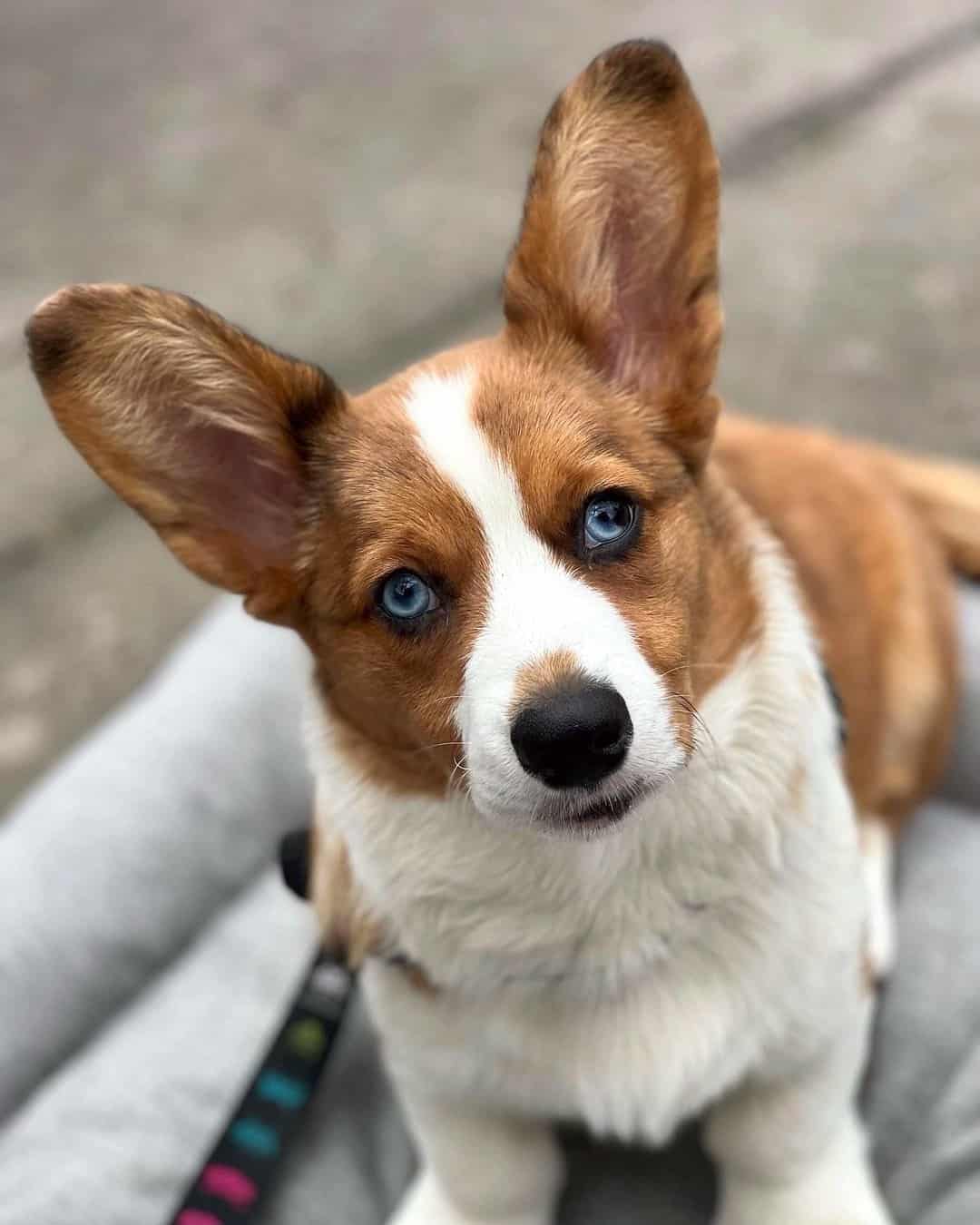 16 Corgi Colors and Markings (With Pictures)