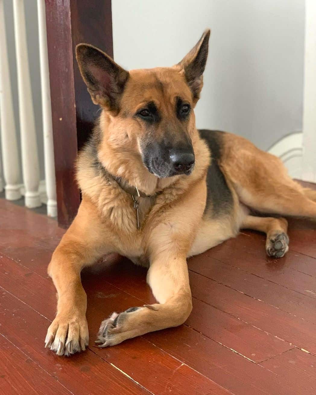 21 German Shepherd Colors & Markings (With Pictures!)