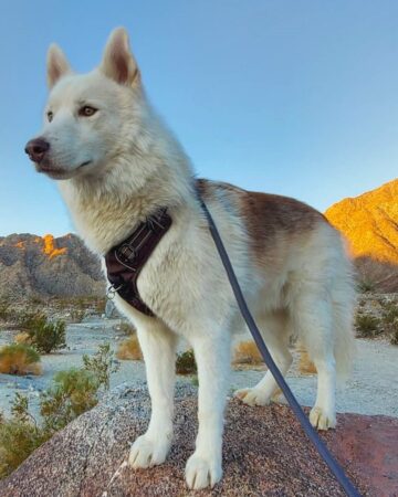 20 Siberian Husky Colors, Markings & Patterns (With Pictures)
