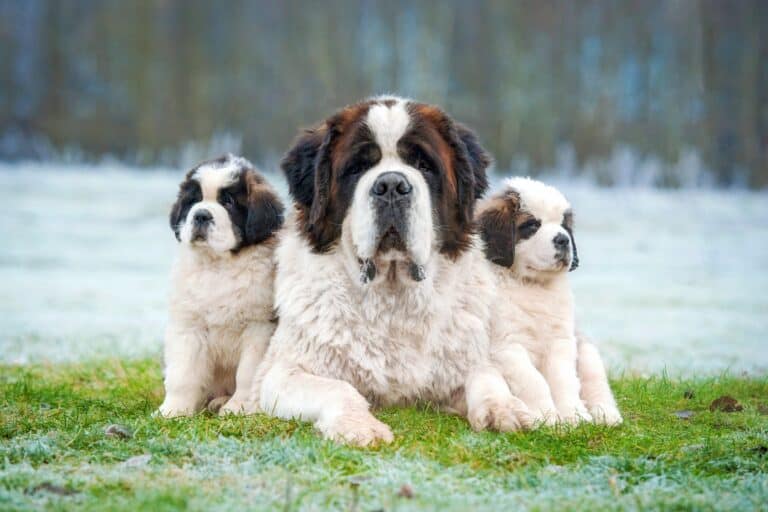 10 Best Saint Bernard Breeders (2026 Updated)