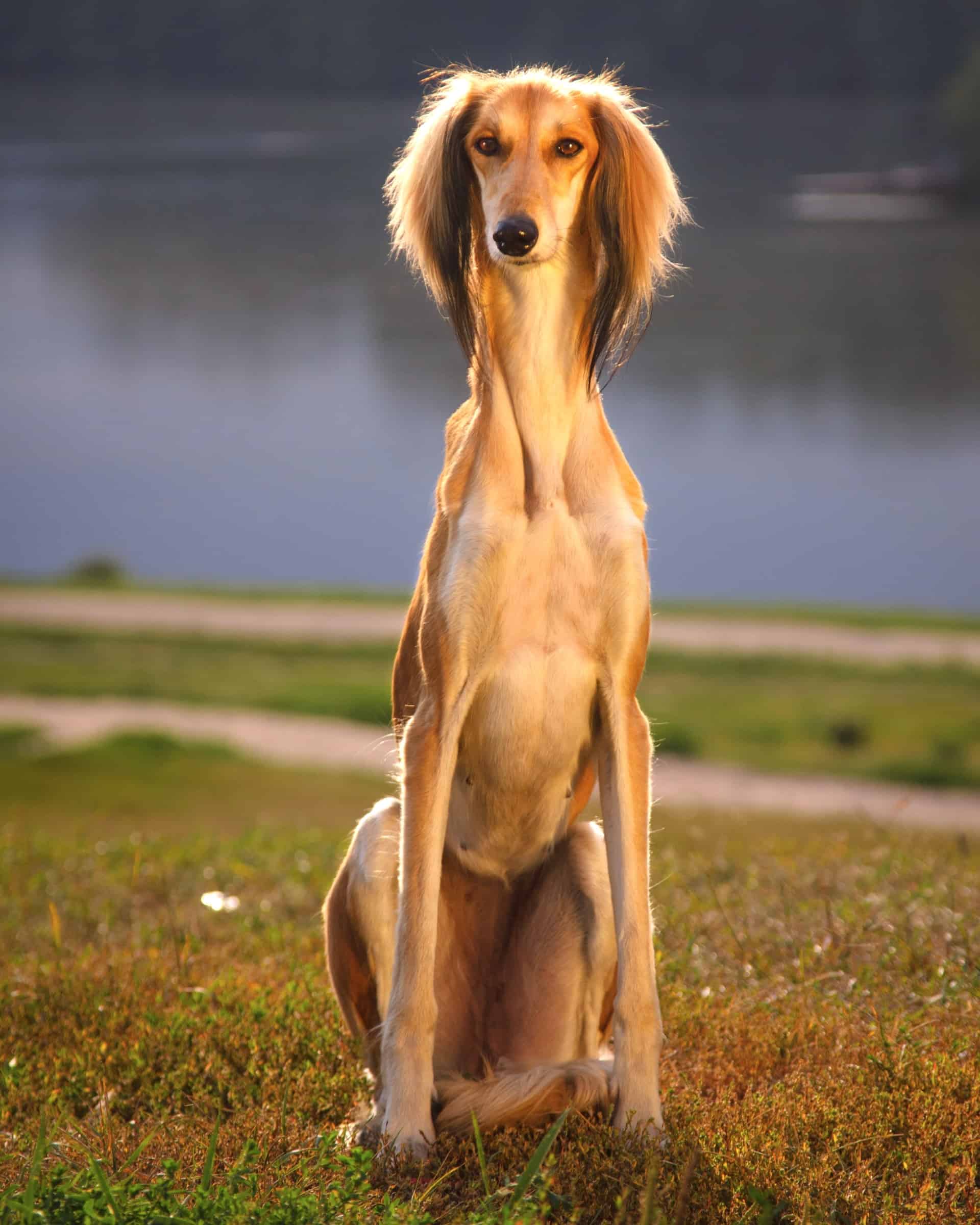 20 Large Hypoallergenic Dogs That Don’t Shed (With Pictures)