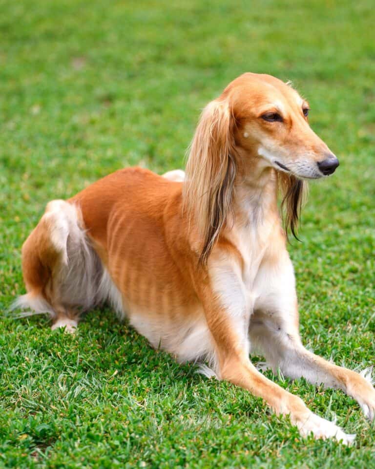 18 Long Nose Dog Breeds With Lovable Snouts (With Photos)