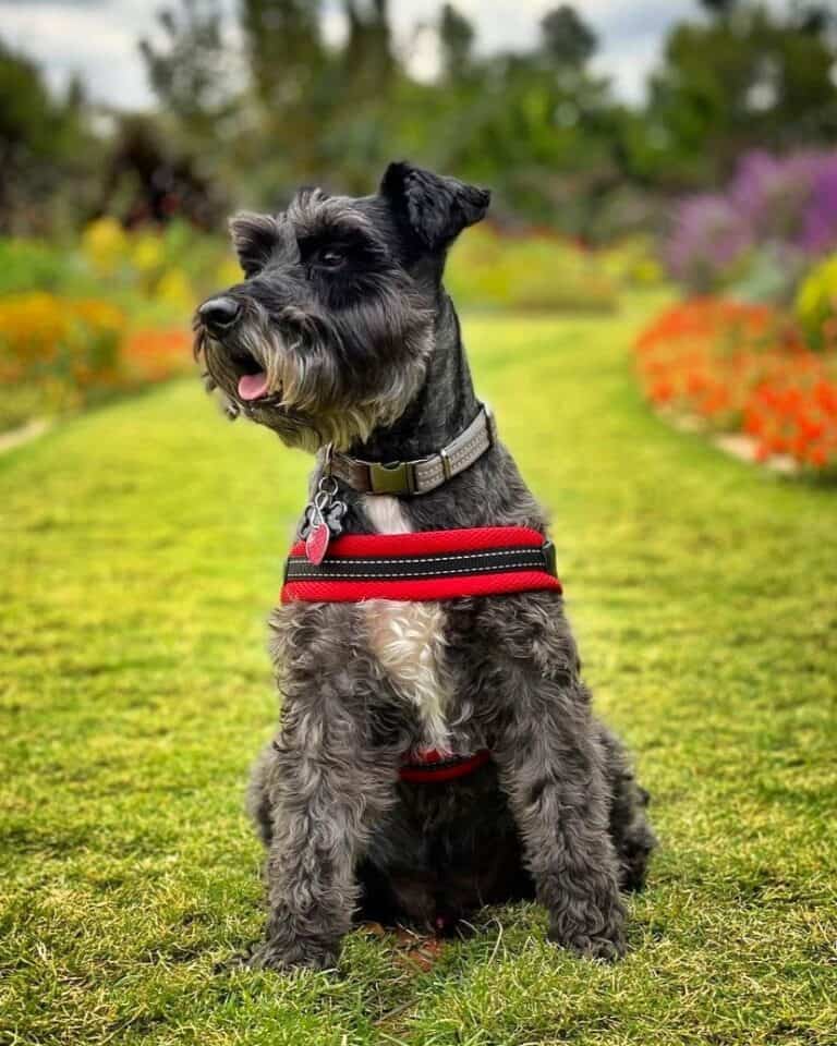 German Schnauzer (German Shepherd & Schnauzer Mix)