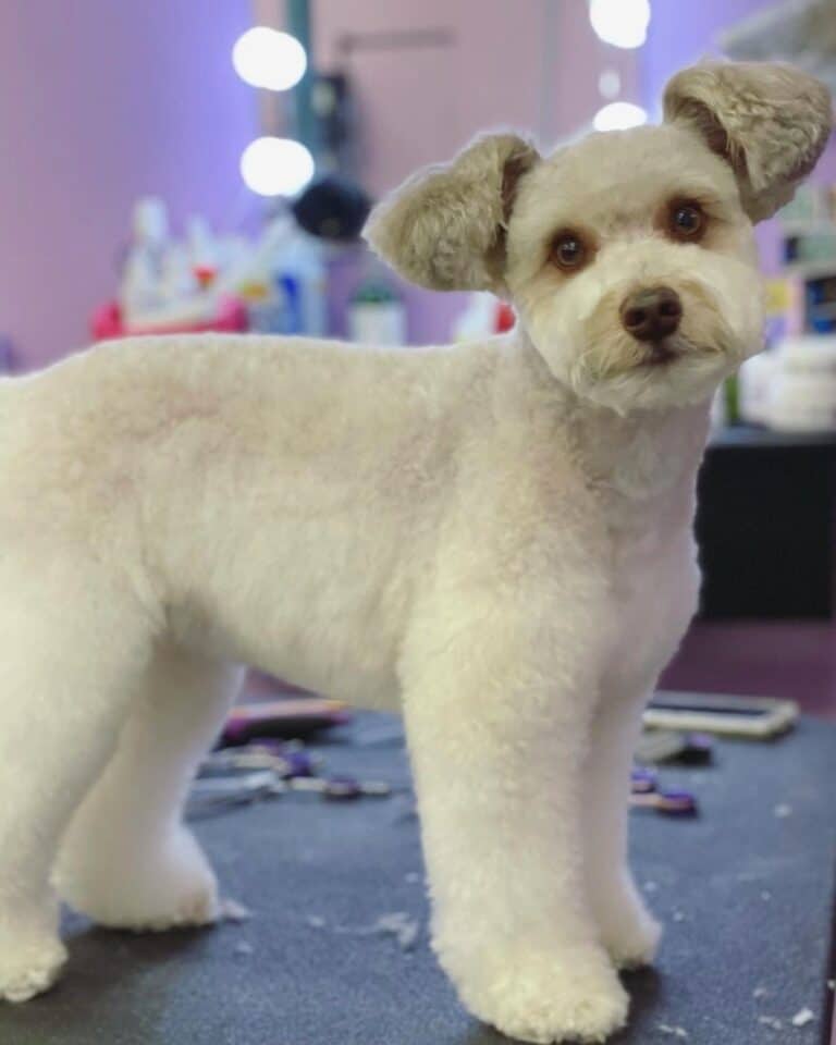 22 Best Schnauzer Haircuts With Pictures! (2025 Updated)