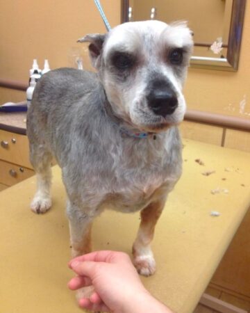 22 Best Schnauzer Haircuts With Pictures! (2026 Updated)