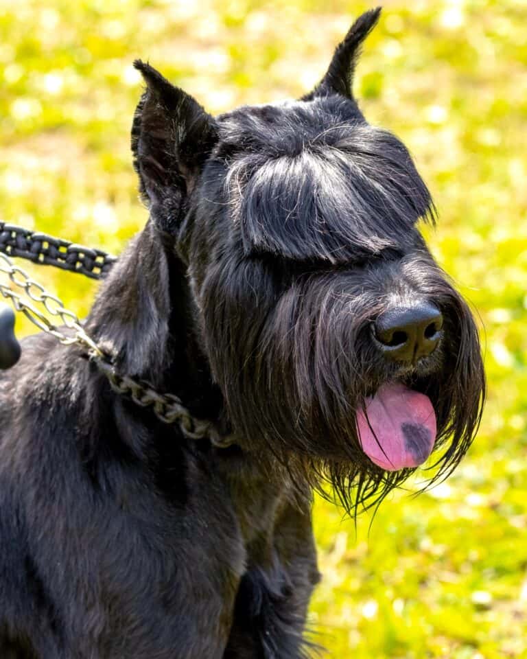 22 Best Schnauzer Haircuts With Pictures! (2025 Updated)