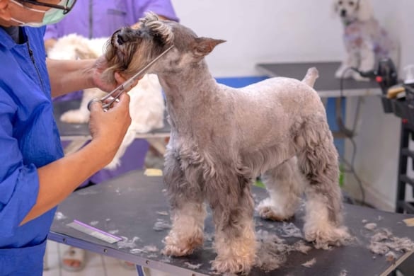 22 Best Schnauzer Haircuts With Pictures! (2026 Updated)