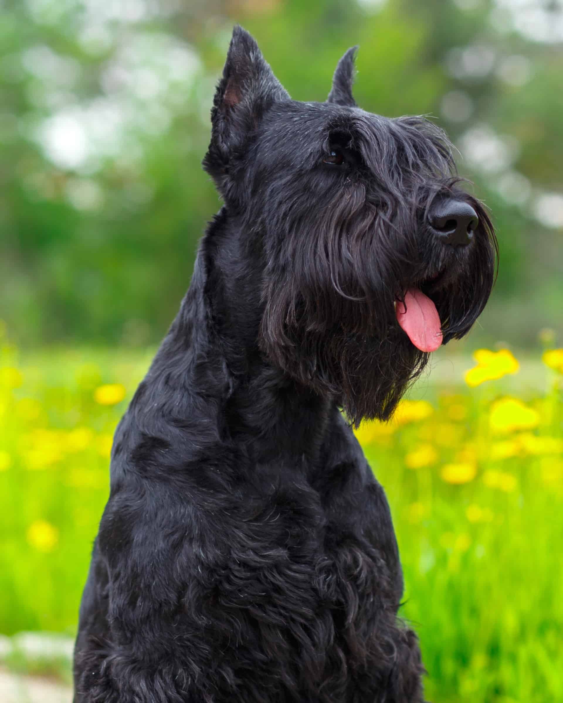 22 Best Schnauzer Haircuts With Pictures! (2025 Updated)