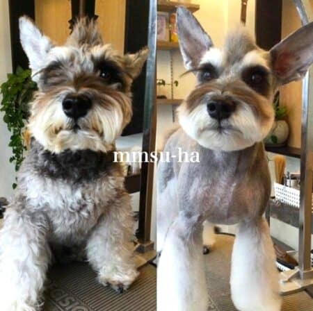 22 Best Schnauzer Haircuts With Pictures! (2026 Updated)