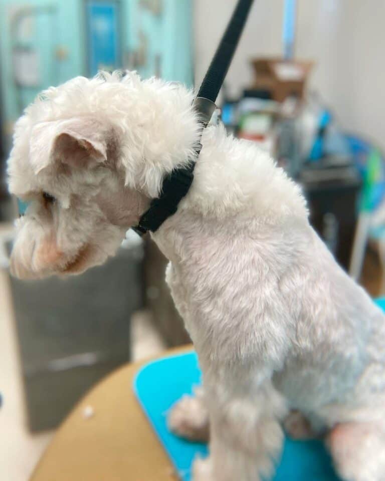 22 Best Schnauzer Haircuts With Pictures! (2026 Updated)