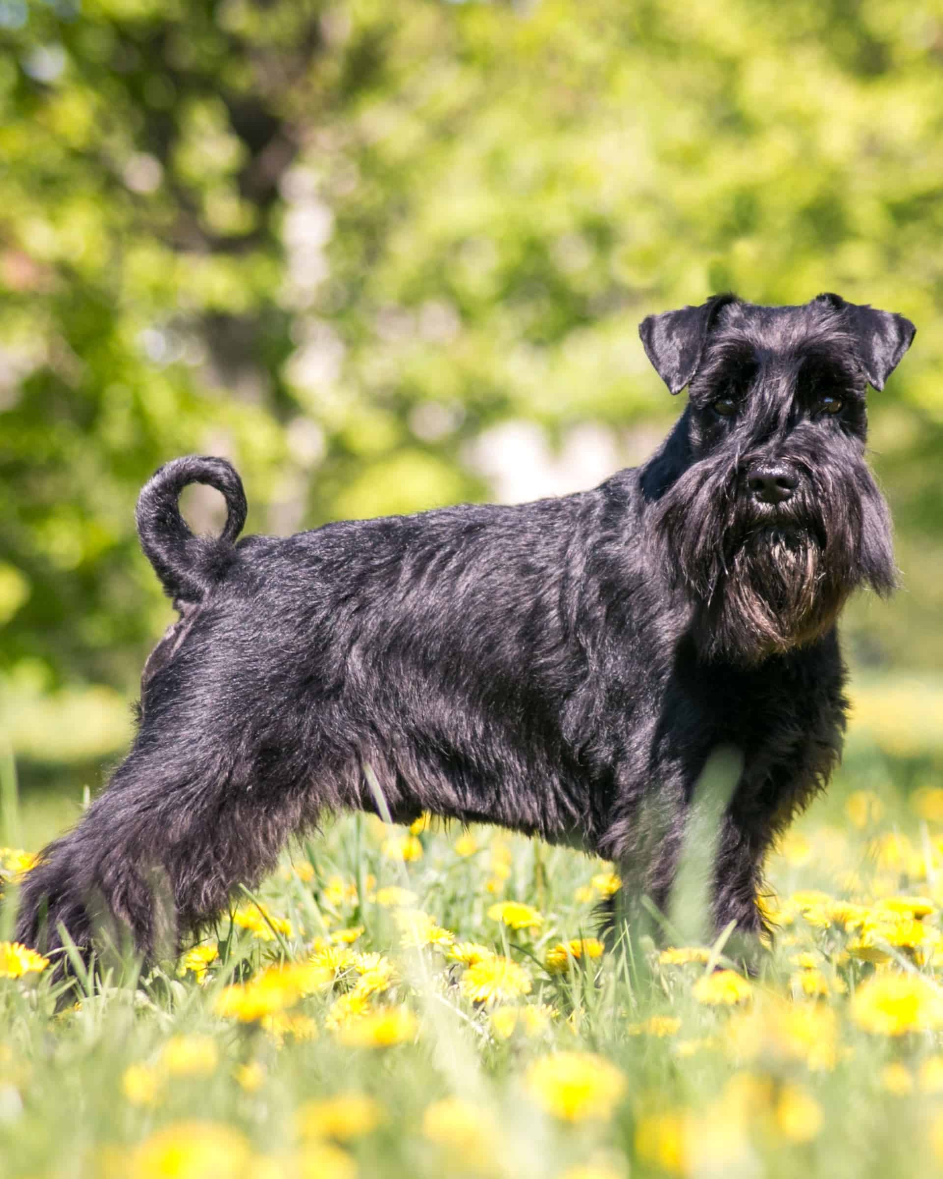 22 Best Schnauzer Haircuts With Pictures! (2026 Updated)
