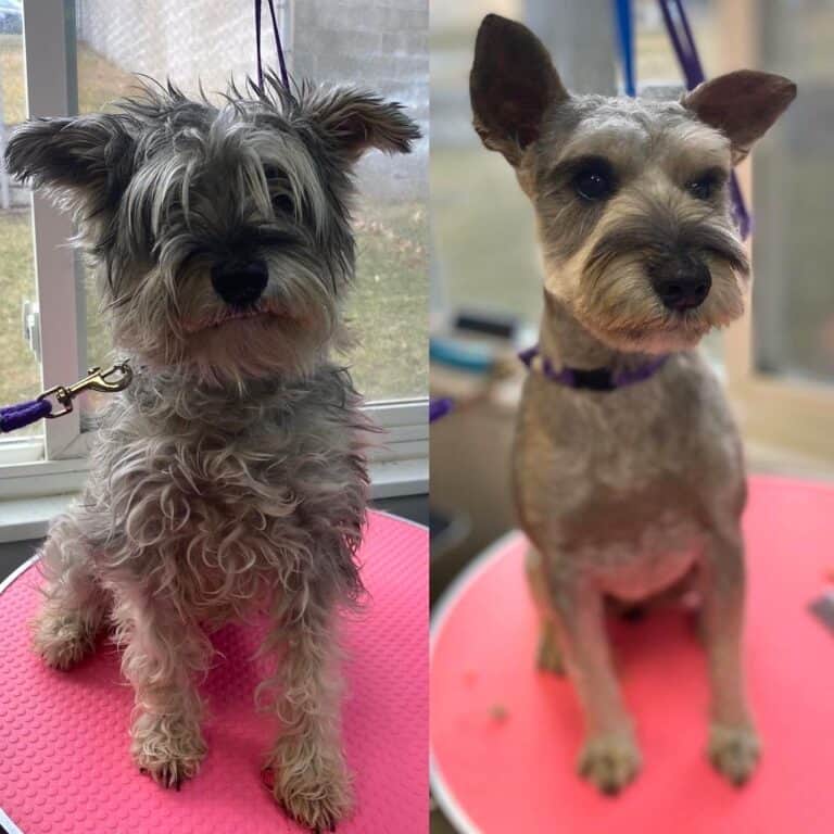 22 Best Schnauzer Haircuts With Pictures! (2026 Updated)