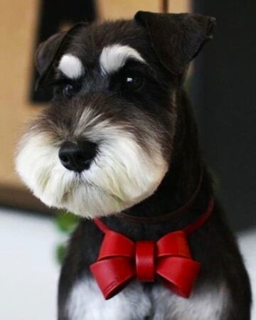 22 Best Schnauzer Haircuts With Pictures! (2026 Updated)