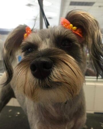 22 Best Schnauzer Haircuts With Pictures! (2026 Updated)