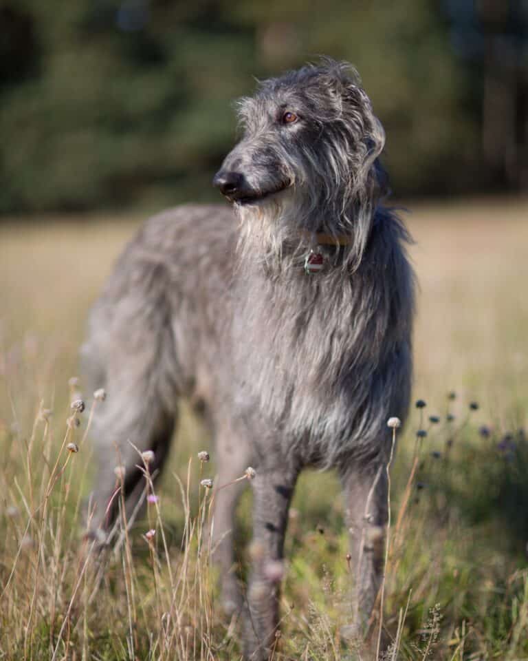 18 Long Nose Dog Breeds With Lovable Snouts (With Photos)