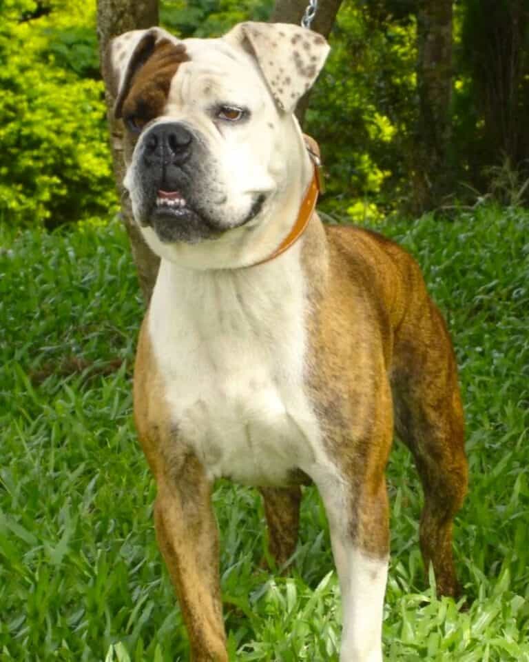 20 Types of Bulldog Breeds: American, English, French & More