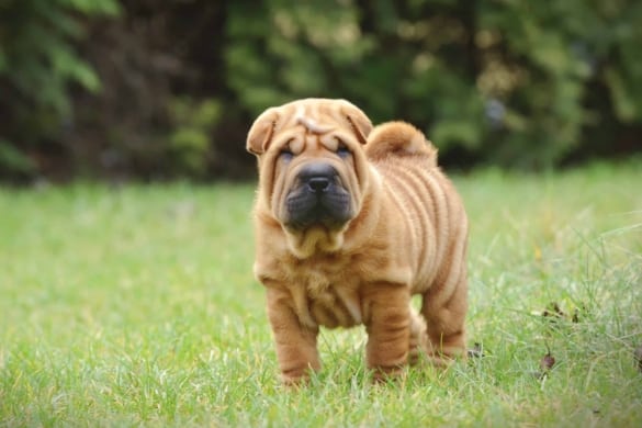 10 Best Shih Tzu Breeders (2025 Updated) - Happy Dog Breeds