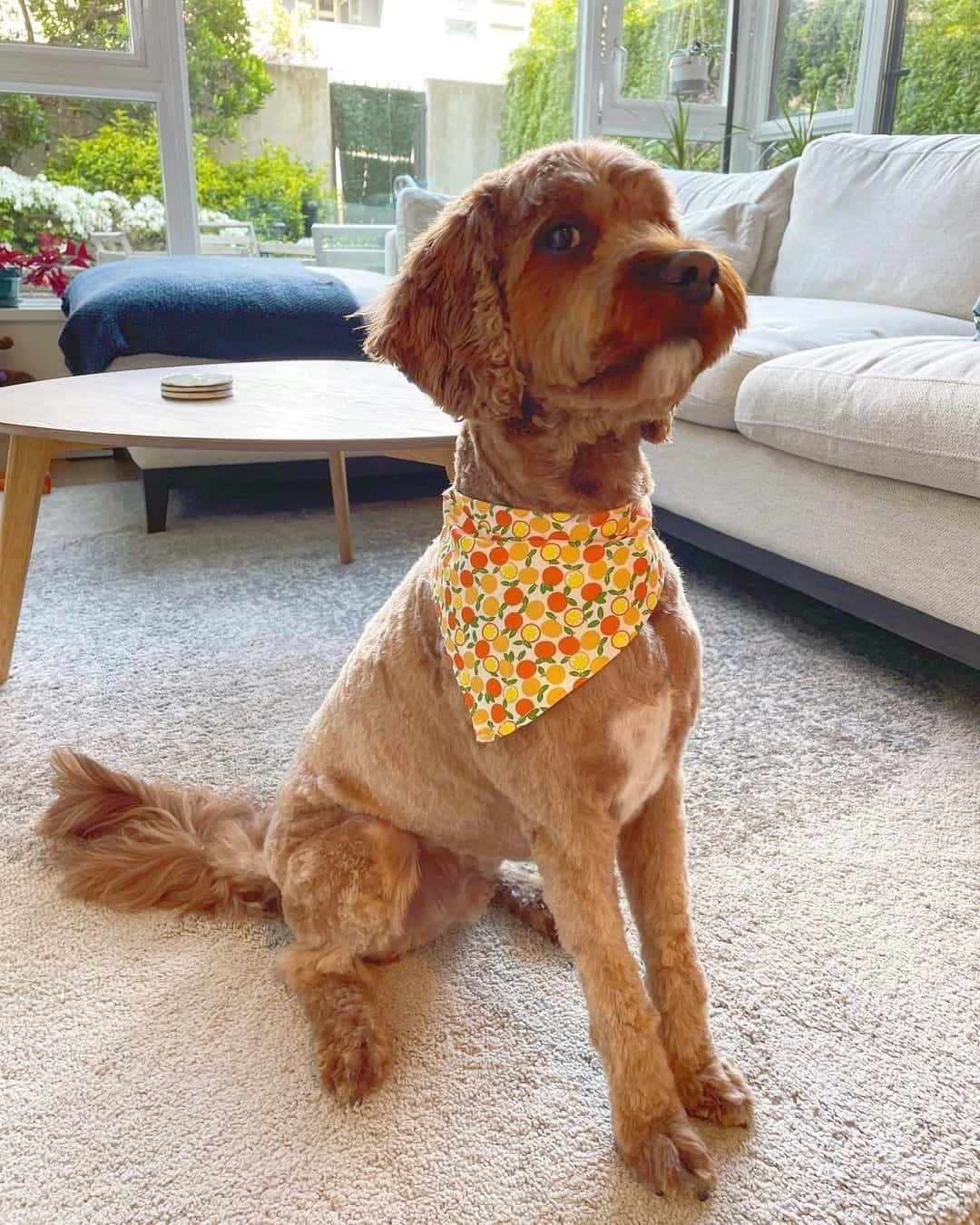 16 Best Cavapoo Haircuts With Pictures! (2025 Updated)