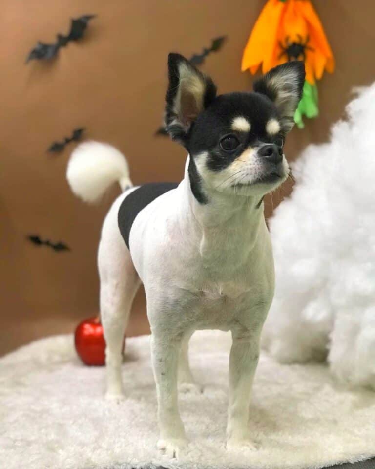 16 Best Chihuahua Haircuts With Pictures! (2026 Updated)