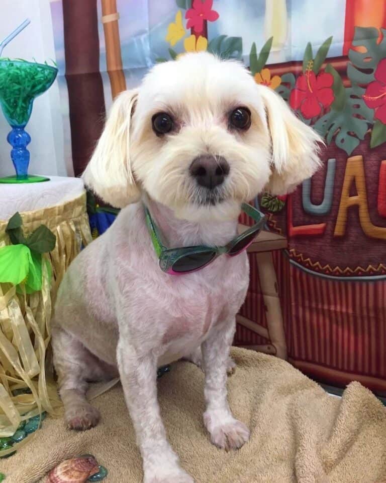 9 Best Maltipoo Haircuts With Pictures! (2025 Updated)