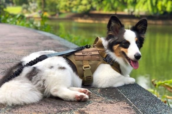 Cava-Tzu | Dog Breed Information, Pictures, Traits & Facts