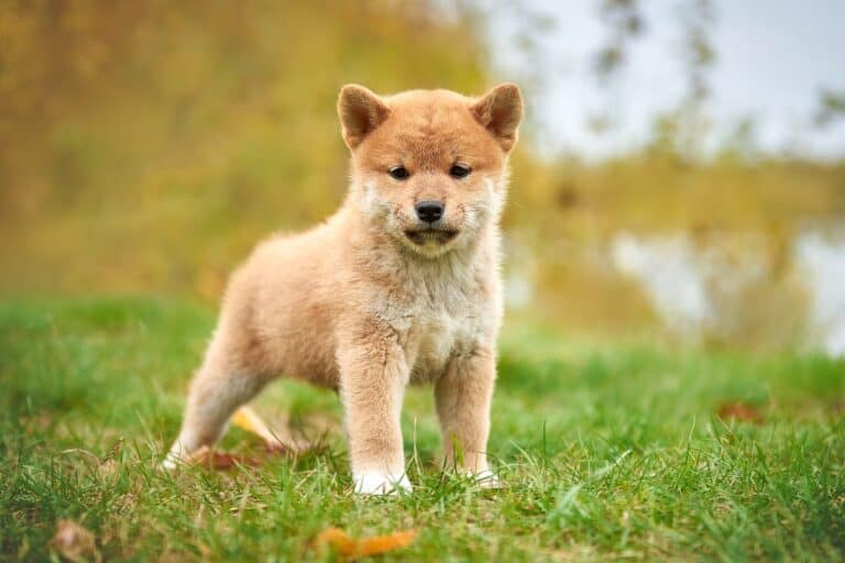 10 Best Shiba Inu Breeders (2025 Updated) - Happy Dog Breeds
