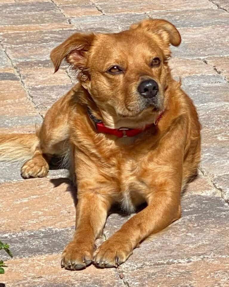 Shih Tzu Pitbull Mix (Pitshih): Info, Pictures, Traits & Facts