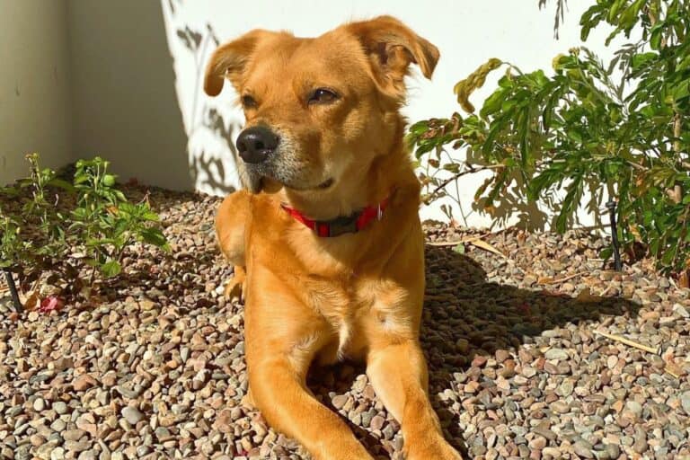 Shih Tzu Pitbull Mix (Pitshih): Info, Pictures, Traits & Facts