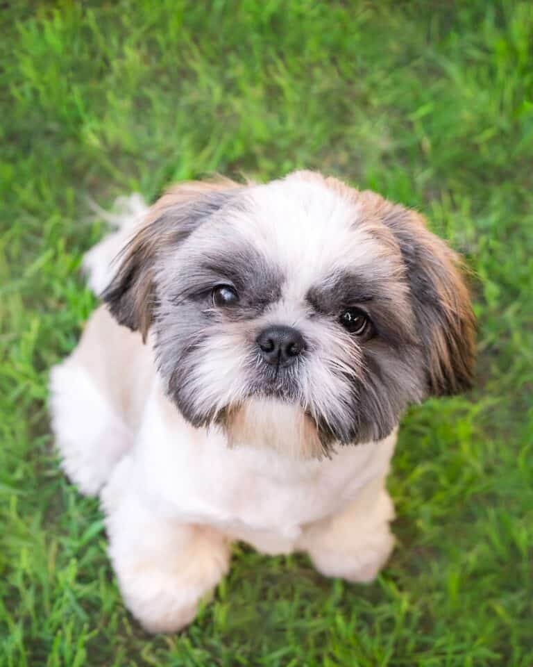 28 Best Shih Tzu Haircuts With Pictures! (2025 Updated)