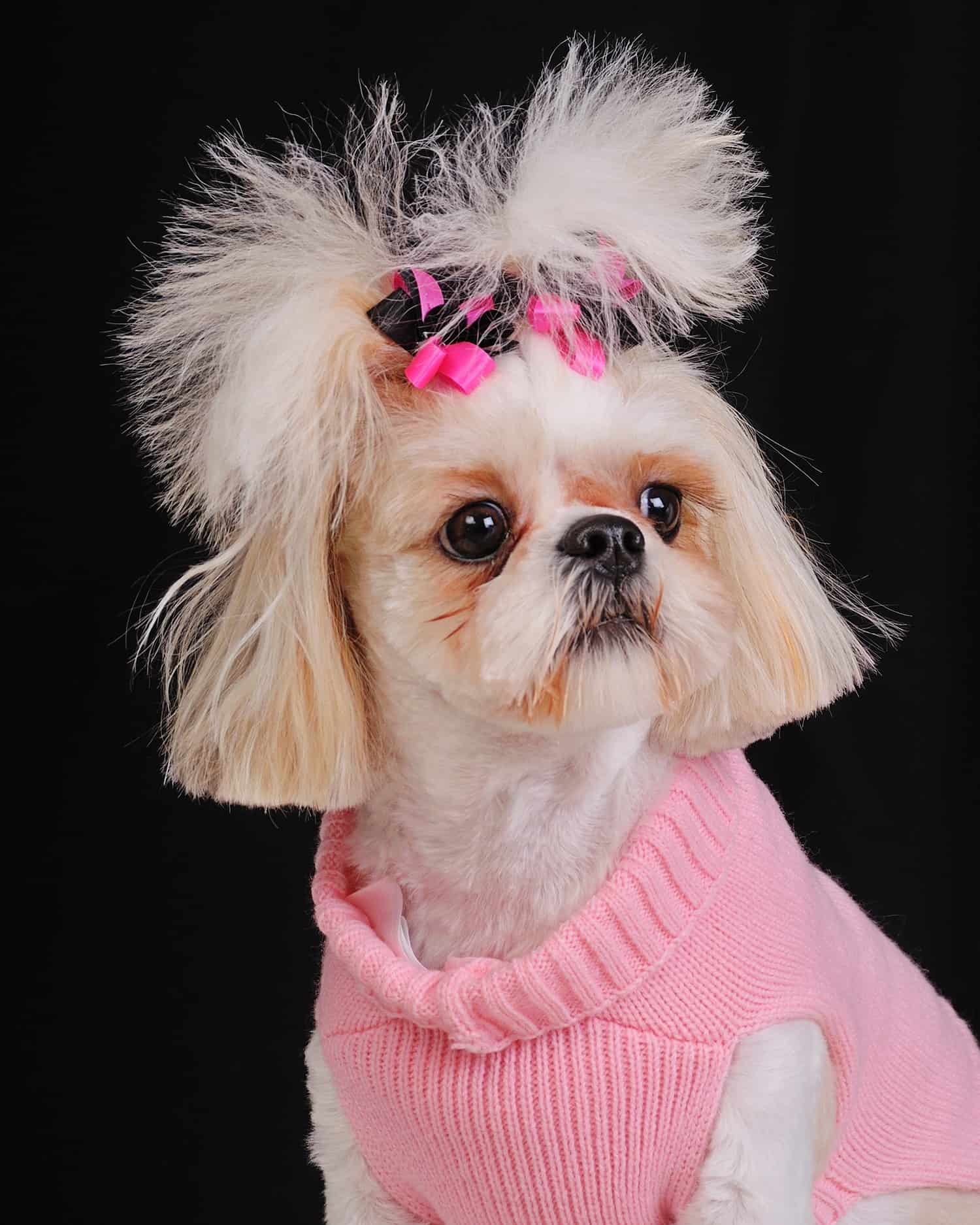 28 Best Shih Tzu Haircuts With Pictures! (2025 Updated)