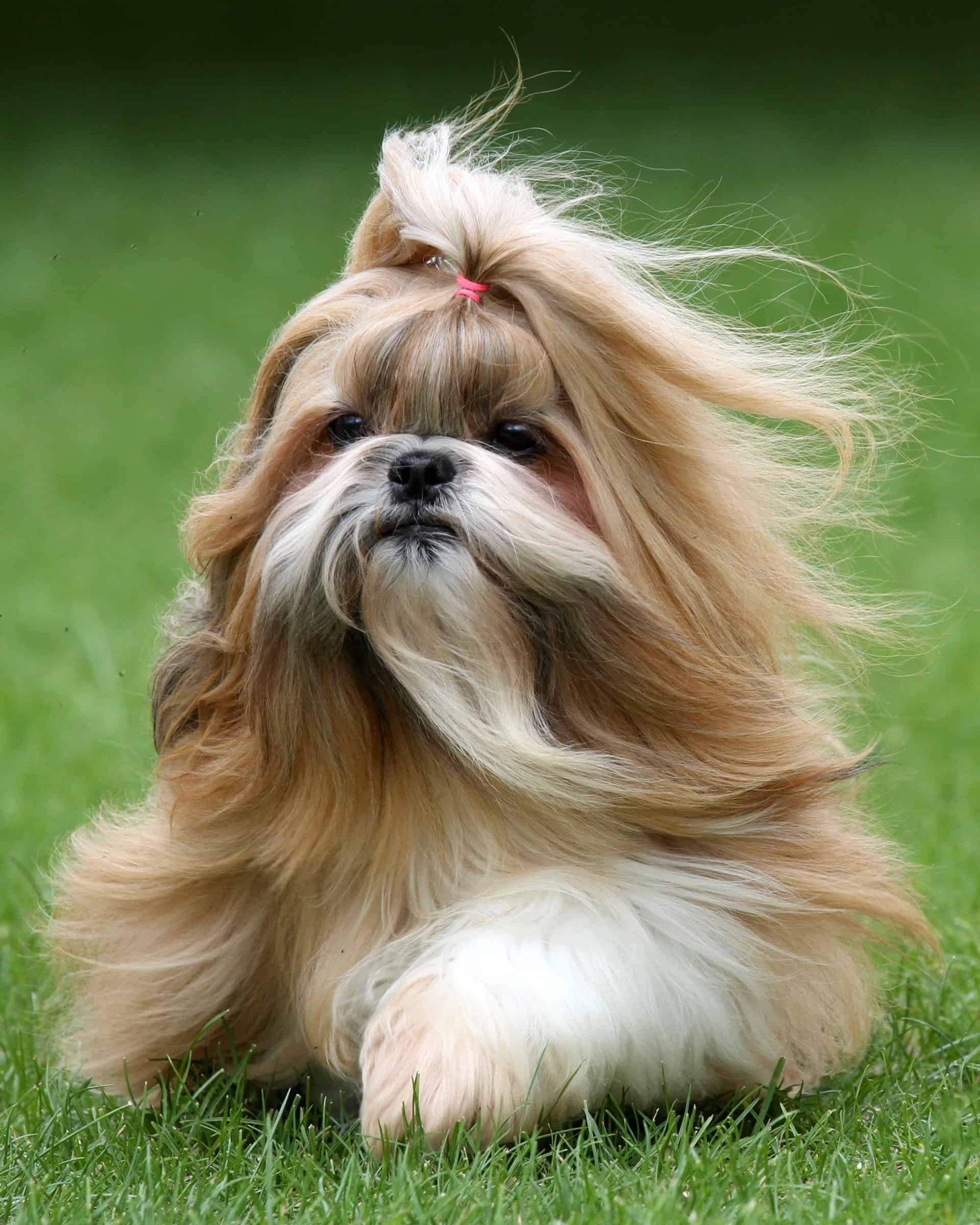28 Best Shih Tzu Haircuts With Pictures! (2025 Updated)