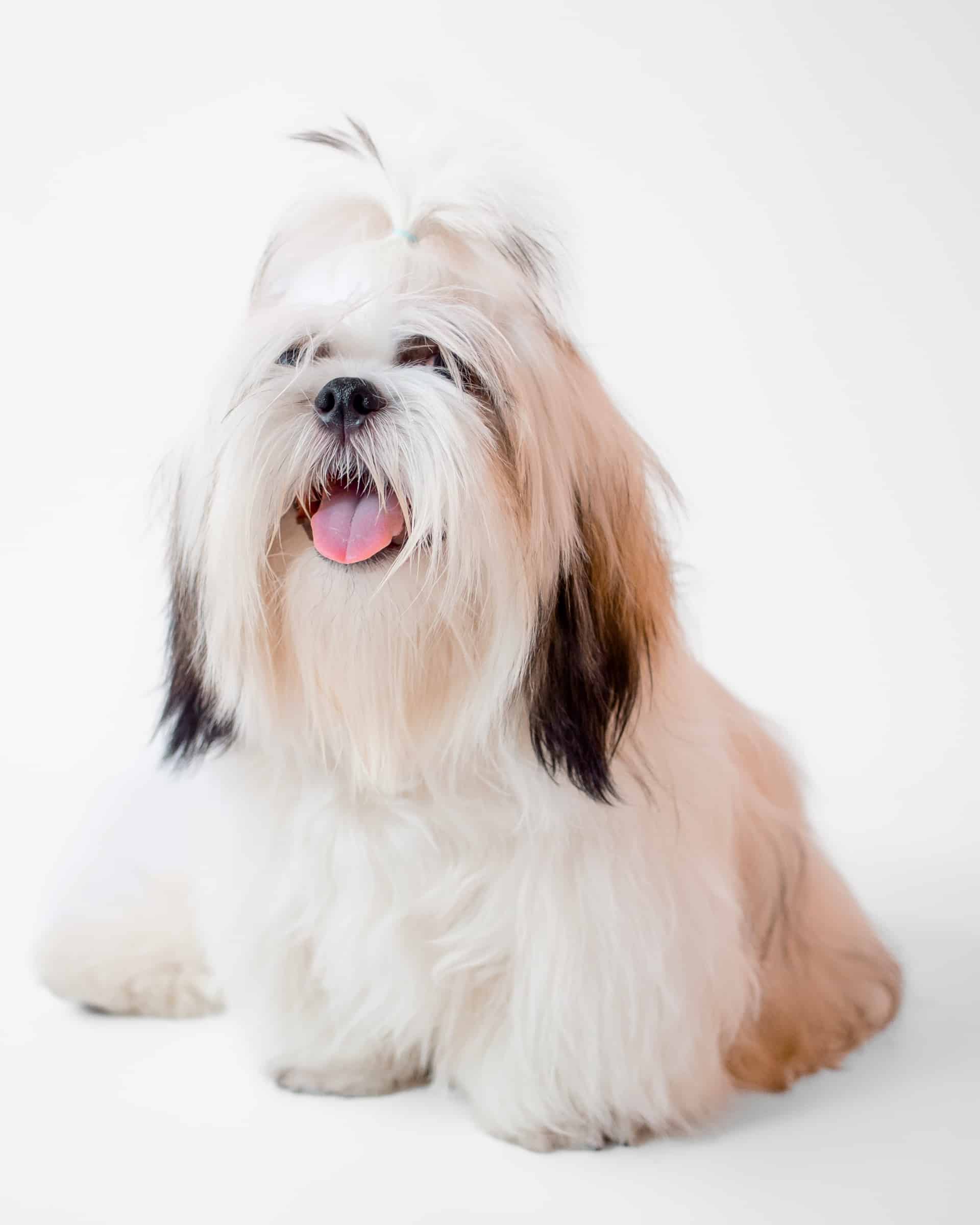 28 Best Shih Tzu Haircuts With Pictures! (2025 Updated)