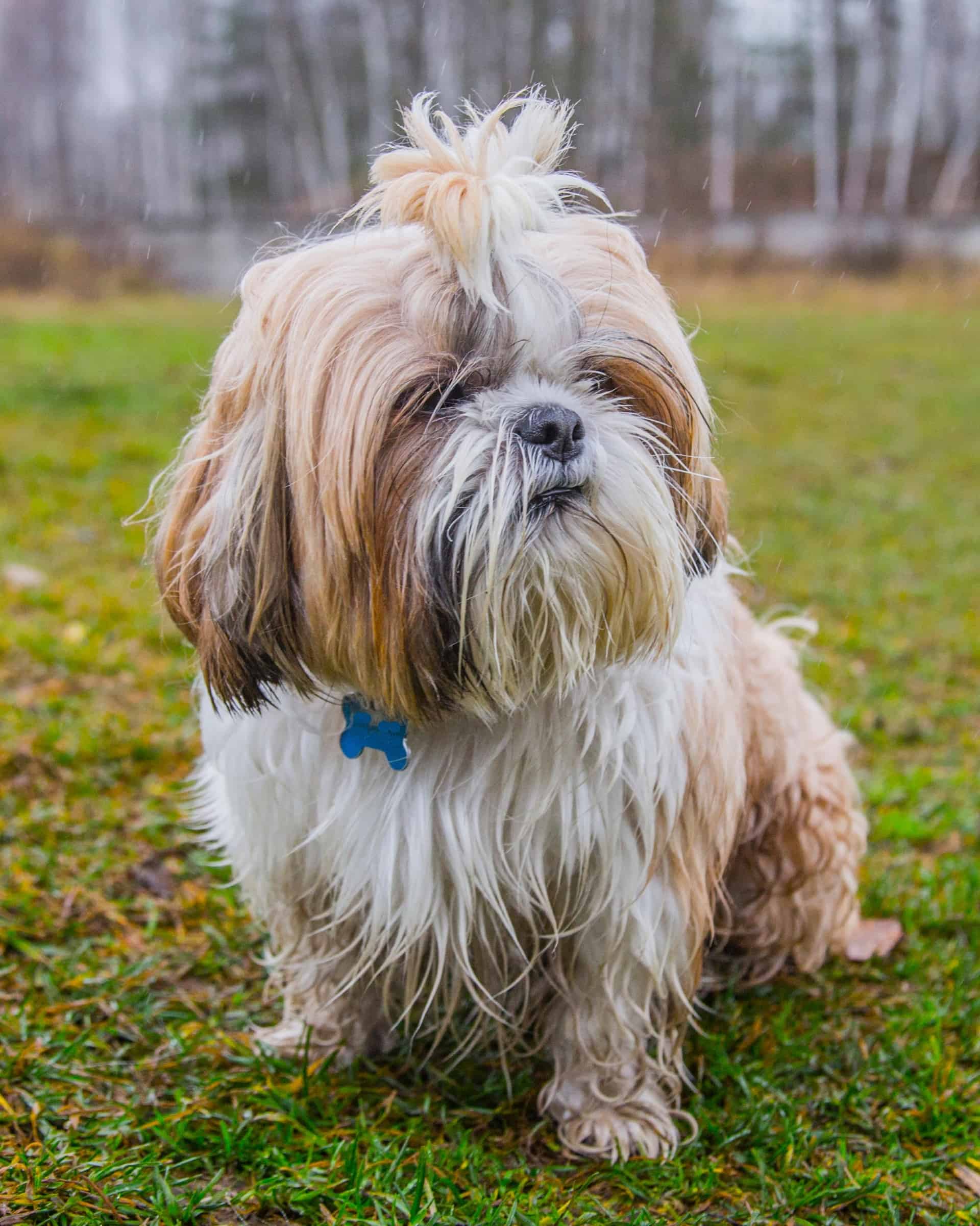 16 Small Dog Breeds With Long Hair (With Pictures)