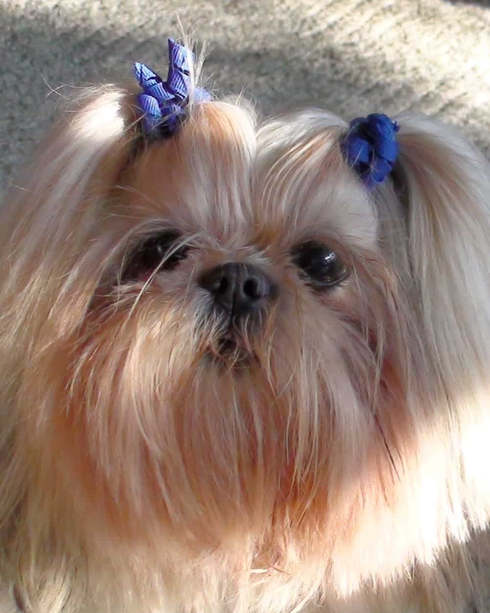 28 Best Shih Tzu Haircuts With Pictures! (2026 Updated)