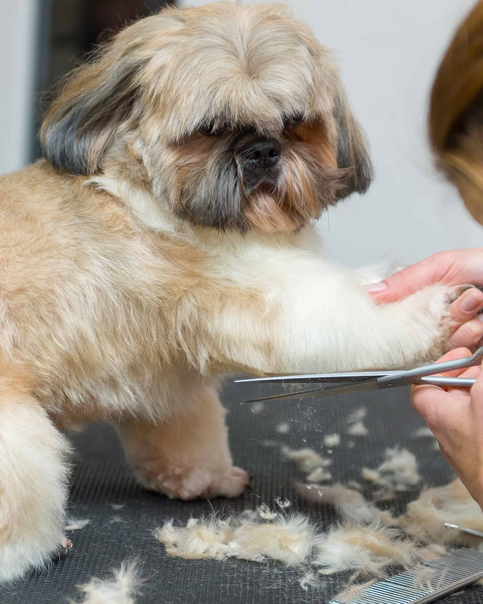 28 Best Shih Tzu Haircuts With Pictures! (2025 Updated)