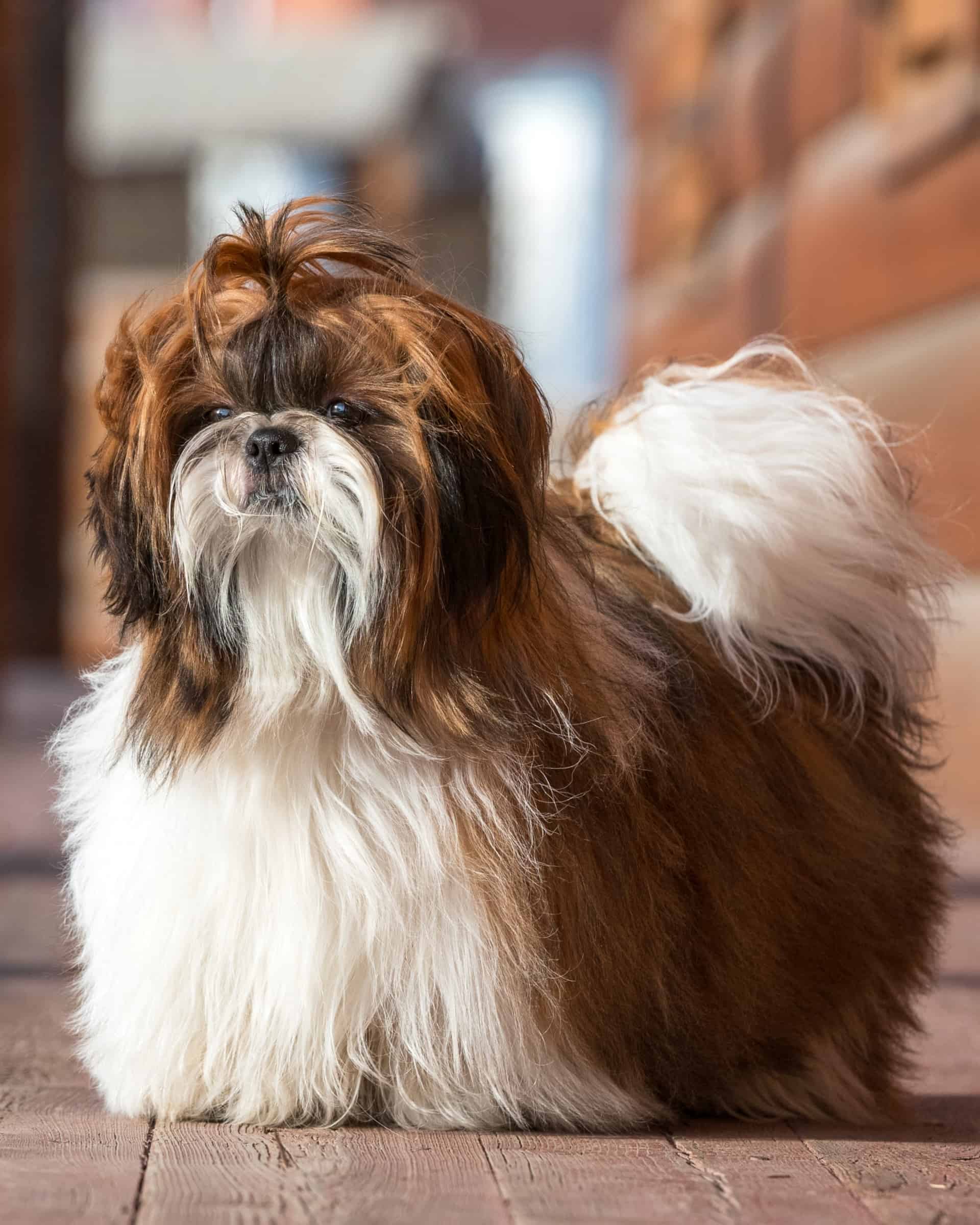 28 Best Shih Tzu Haircuts With Pictures! (2025 Updated)
