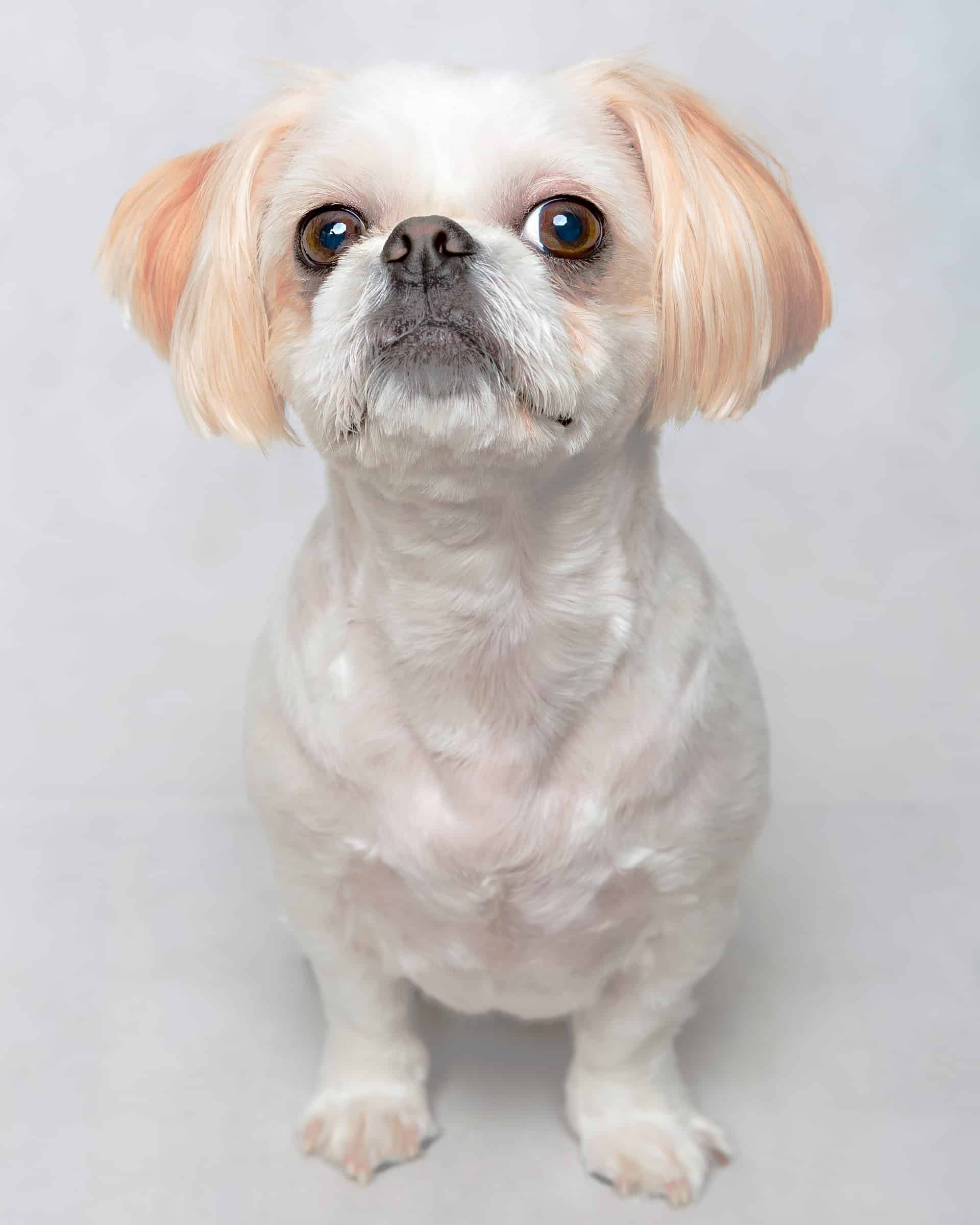 28 Best Shih Tzu Haircuts With Pictures! (2025 Updated)