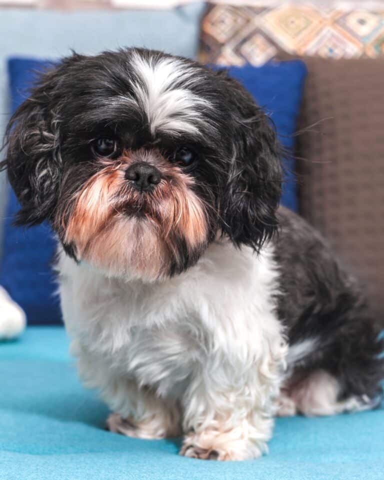 28 Best Shih Tzu Haircuts With Pictures! (2025 Updated)